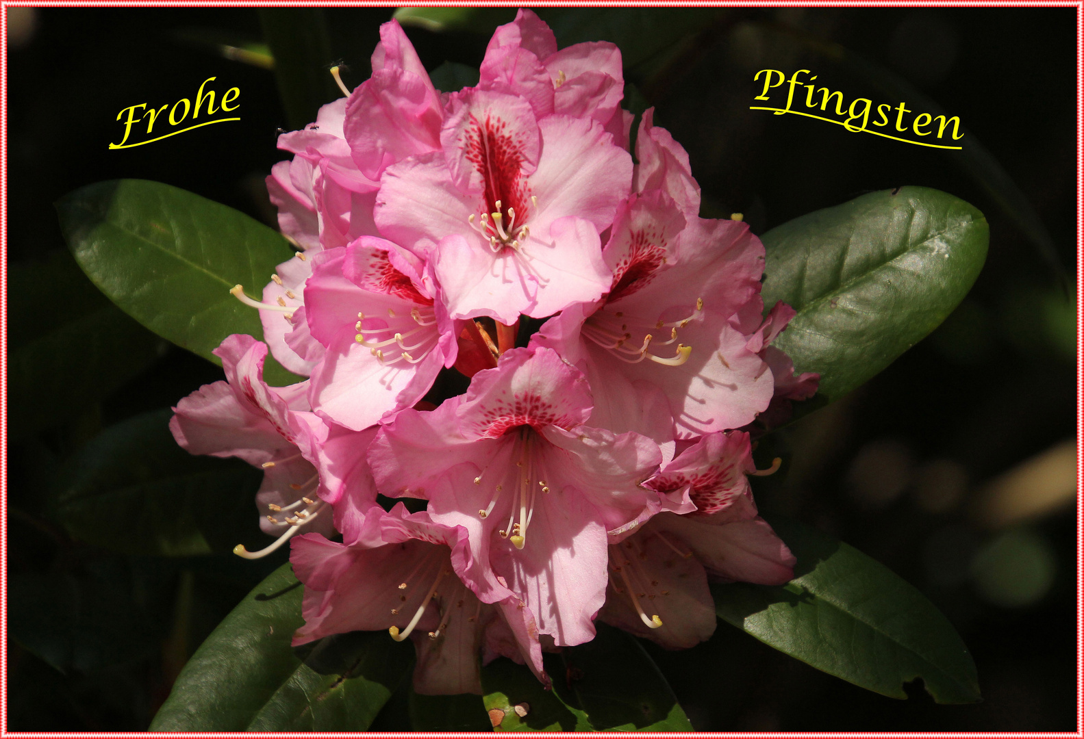 Frohe Pfingsten.... Foto & Bild | gratulation und feiertage, wünsche ...