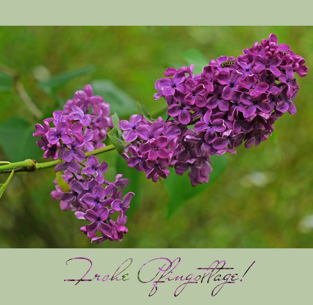 Frohe Pfingsttage! Foto & Bild | spezial, flieder, pfingsten Bilder auf ...