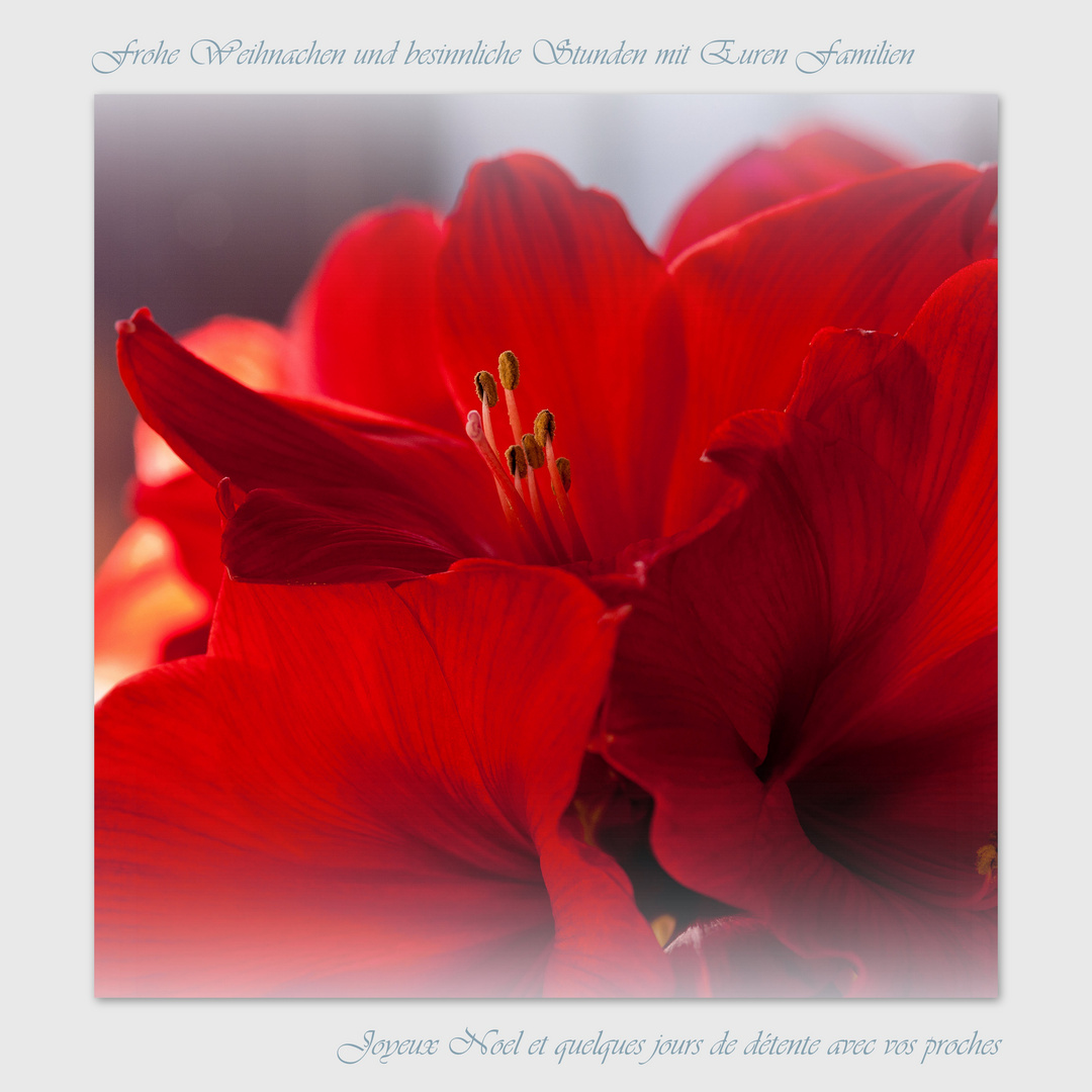Frohe Weihnachten Euch Allen Foto And Bild Pflanzen Pilze And Flechten