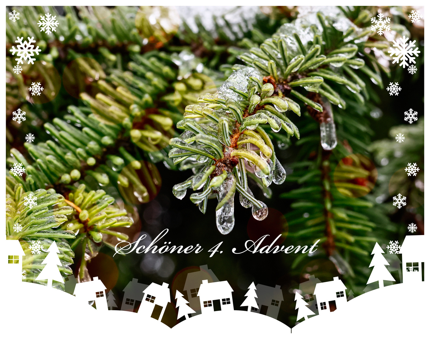 Froher 4. Advent Foto & Bild | pflanzen, pilze & flechten, jahreszeiten ...