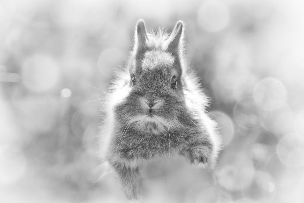 froher Karfreitag Foto & Bild | ostern, nagetier, fest Bilder auf ...