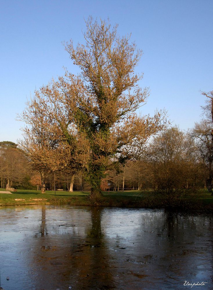 Froidure photo et image | nature, automne, etang Images fotocommunity