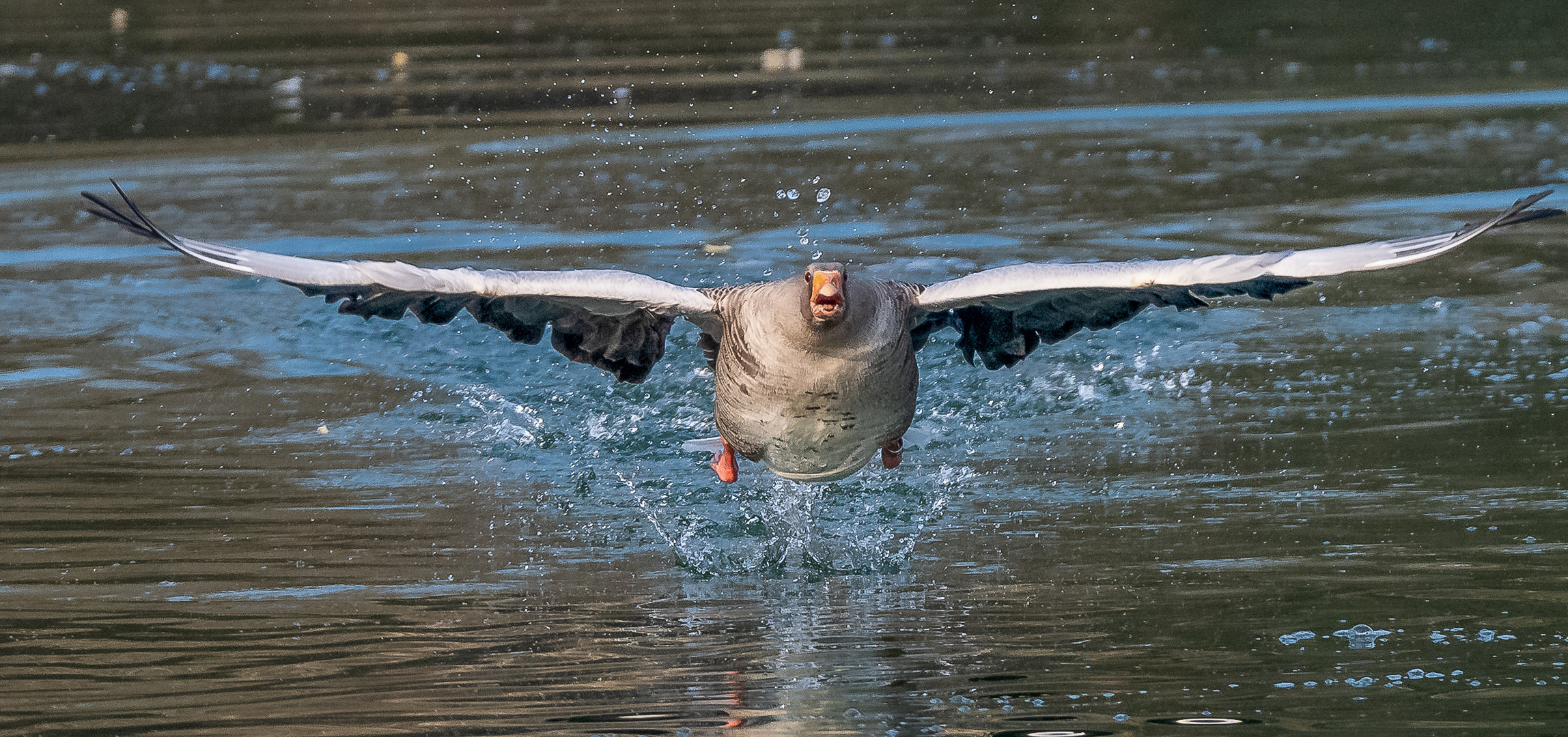 Frontaler Angriff der Graugans ... Foto & Bild | tiere, wildlife, wild ...