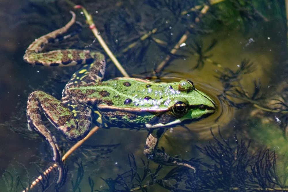 Frosch Foto & Bild | tiere, wildlife, amphibien & reptilien Bilder auf ...