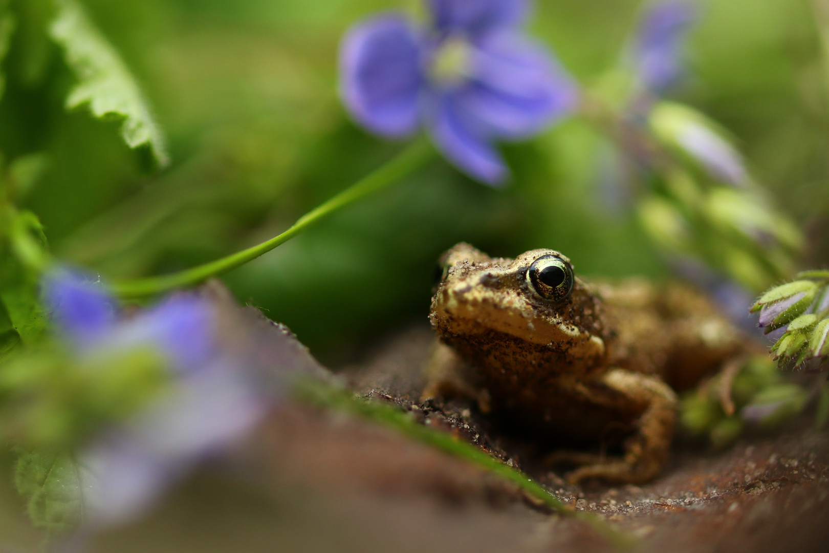 Frosch Foto & Bild | tiere, wildlife, amphibien & reptilien Bilder auf ...