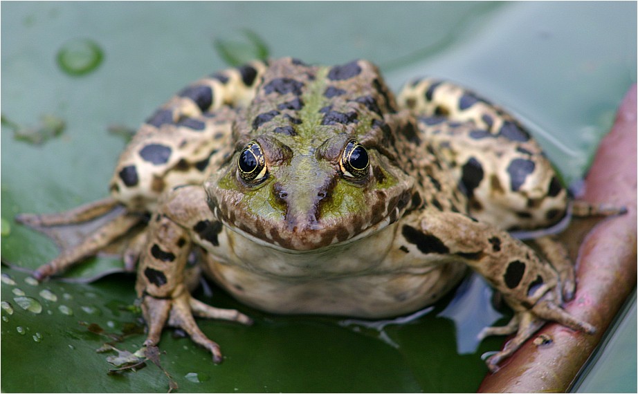 Frosch Foto & Bild | tiere, wildlife, amphibien & reptilien Bilder auf ...