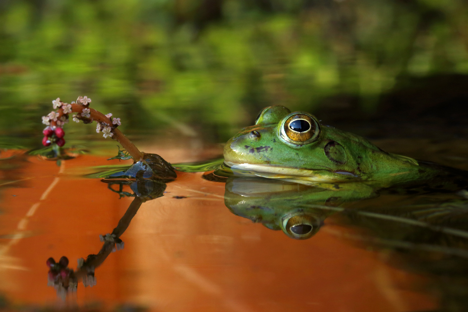 Frosch 1 Foto & Bild | wasser, natur, tiere Bilder auf fotocommunity