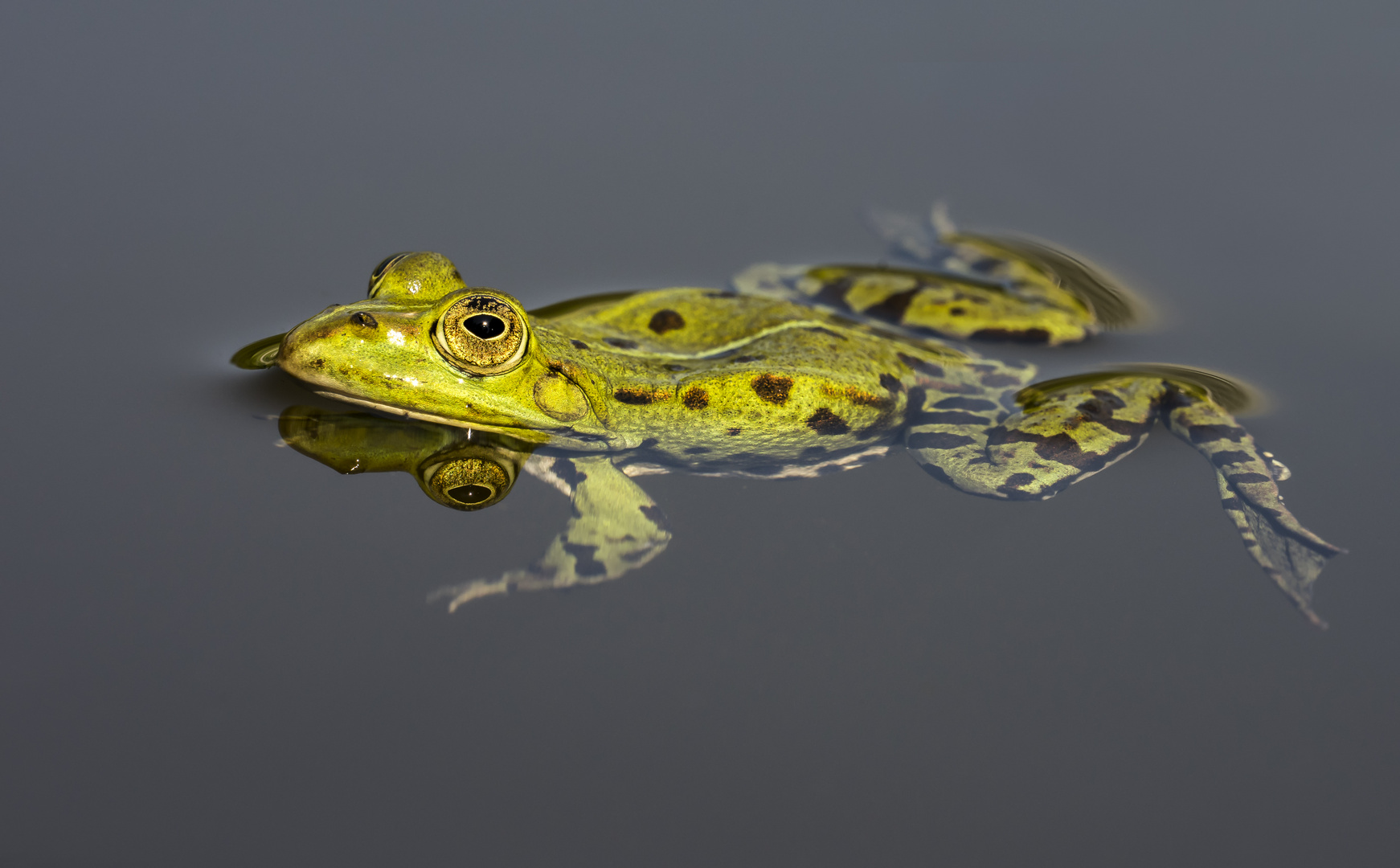 Frosch Foto & Bild | auge, teich, natur Bilder auf fotocommunity