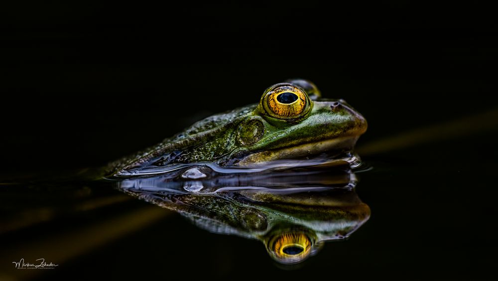 Frosch-2 Foto & Bild | fotos, teich, natur Bilder auf fotocommunity