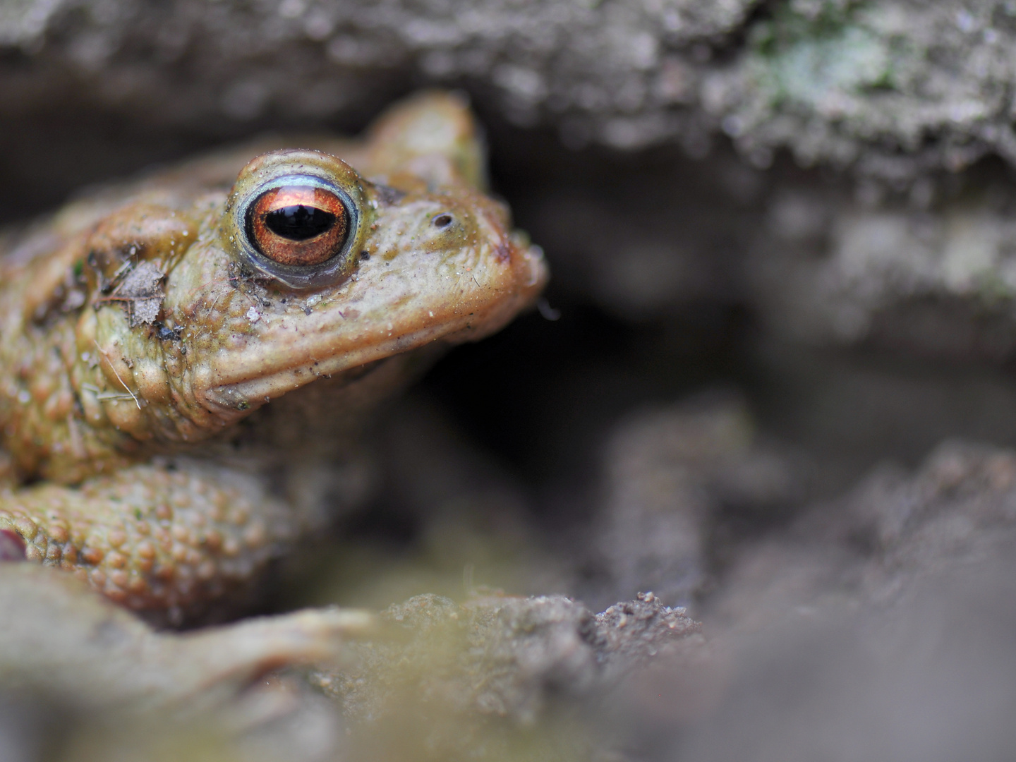Frosch 2 Foto & Bild | tiere, tierdetails, wildlife Bilder auf ...