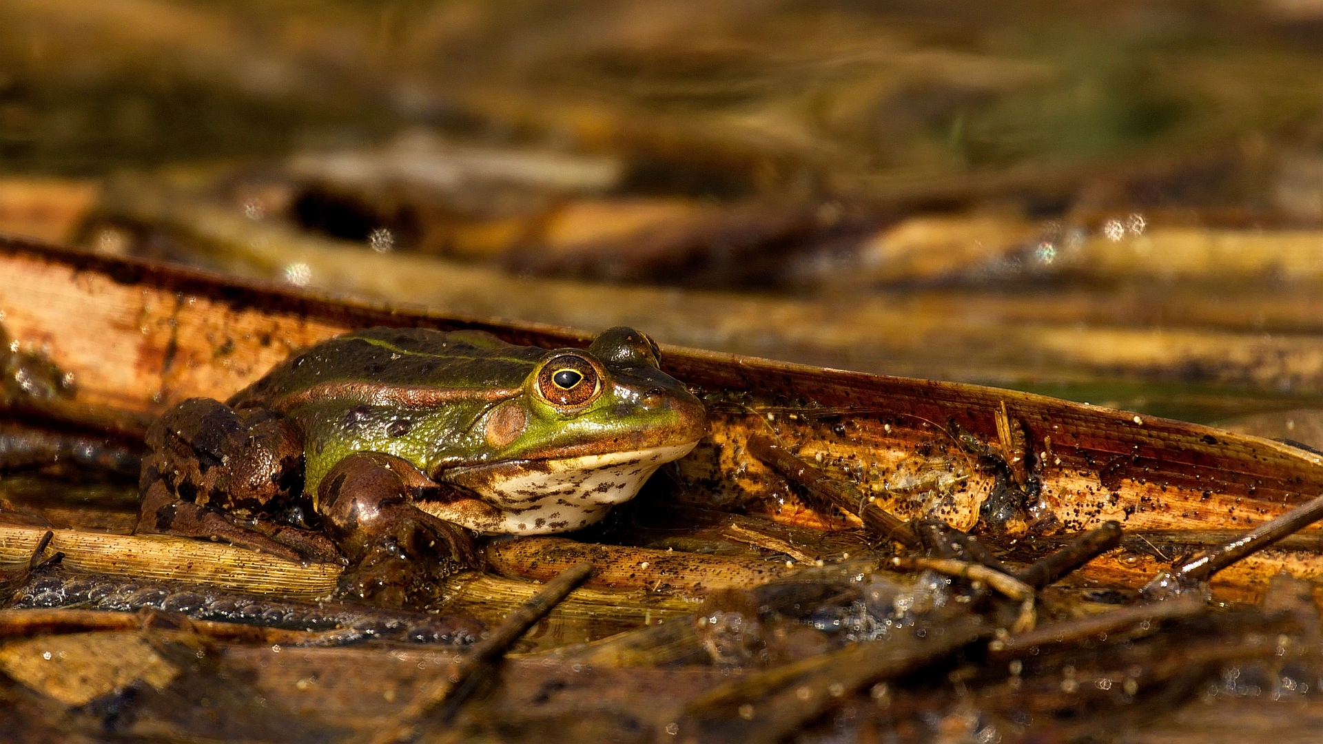 Frosch Foto & Bild | wasser, grün, frühling Bilder auf fotocommunity