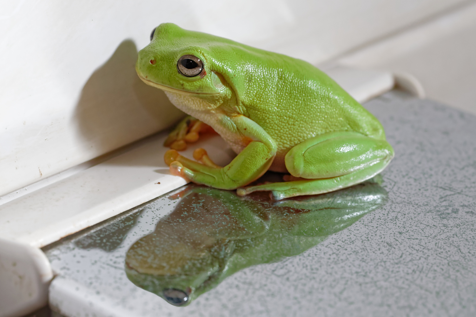 Frosch Foto & Bild | australia & oceania, australia, western australia ...