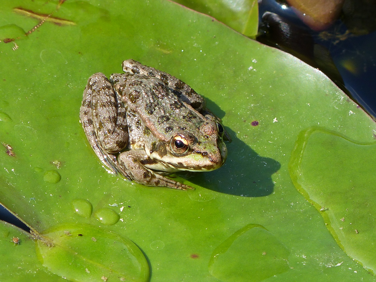 Frosch --- Foto & Bild | tiere, wildlife, amphibien & reptilien Bilder ...