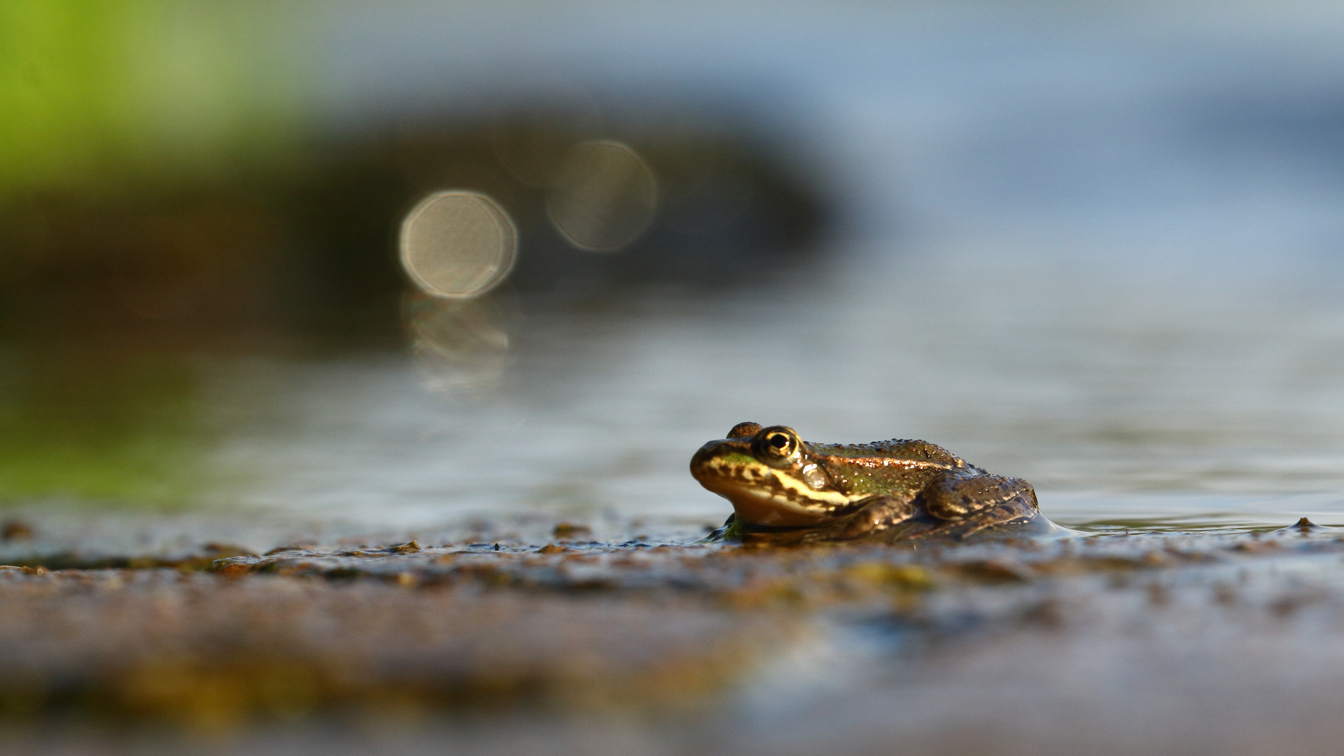 Frosch Foto & Bild | natur, tiere, frosch Bilder auf fotocommunity