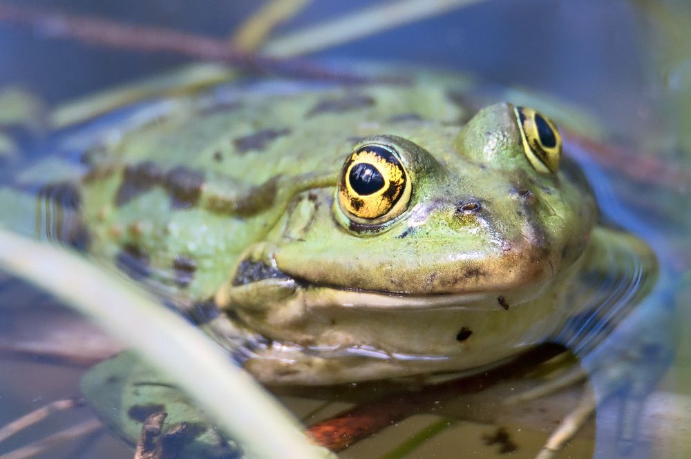 Frosch Foto & Bild | projekte, 2 - dienstag ist spiegeltag, thementage ...