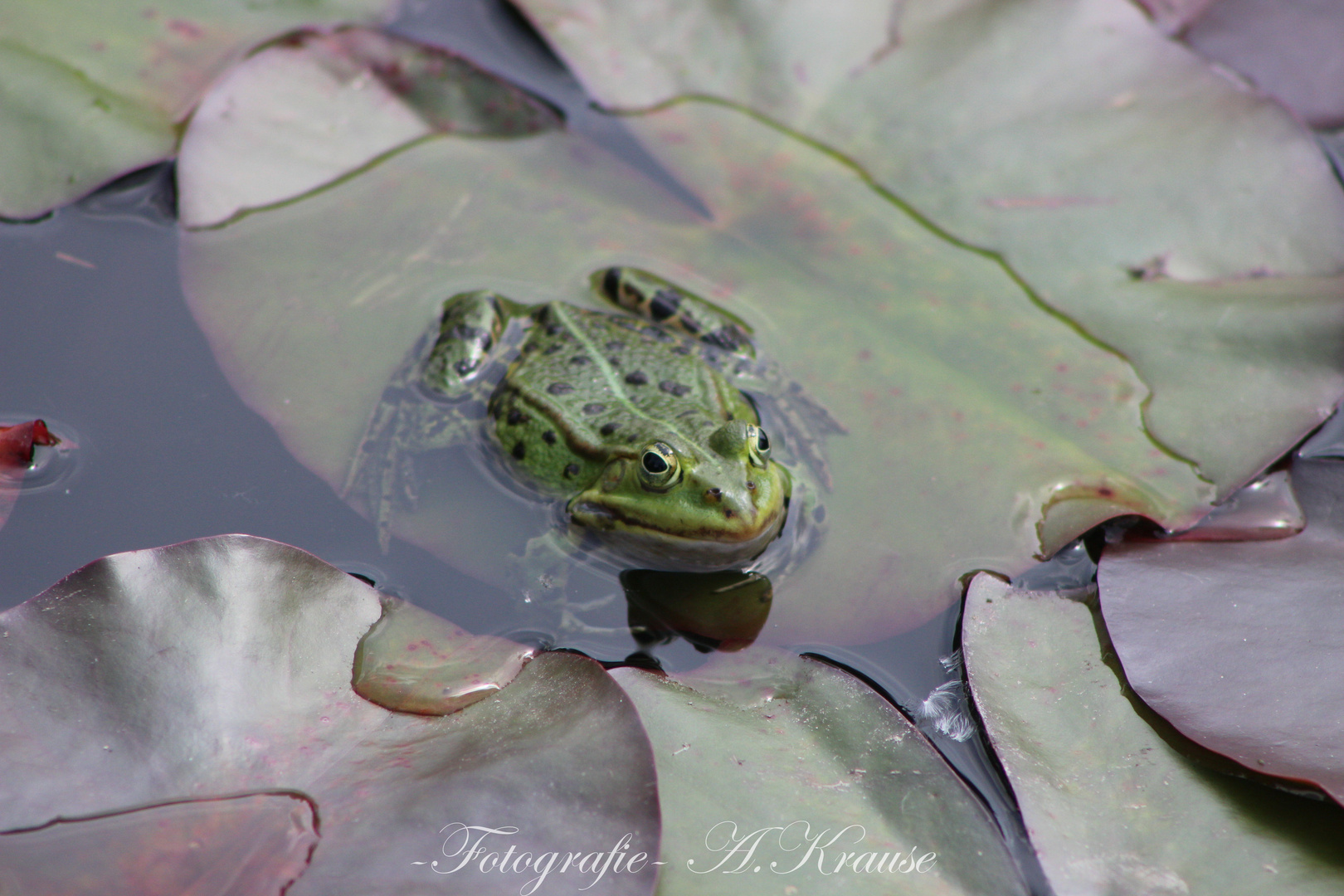 Frosch Foto & Bild | tiere, wildlife, amphibien & reptilien Bilder auf ...
