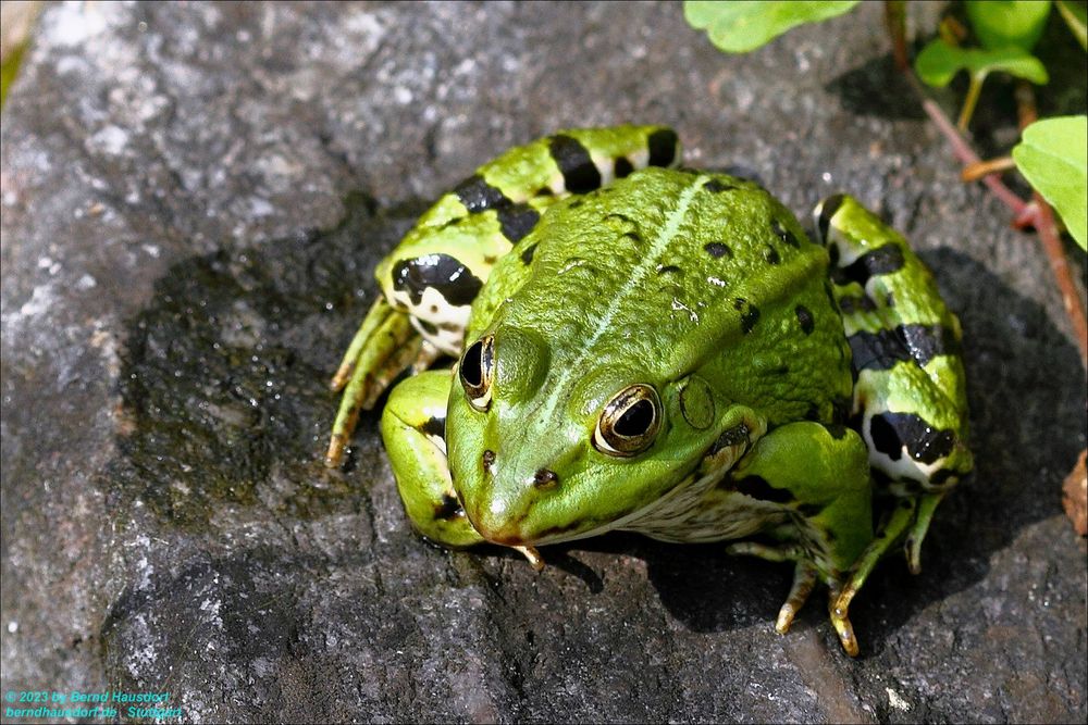 Frosch Foto & Bild | tiere, wildlife, amphibien & reptilien Bilder auf ...