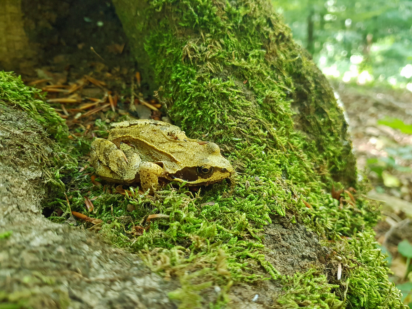 Frosch Foto & Bild | tiere, wildlife, amphibien & reptilien Bilder auf ...
