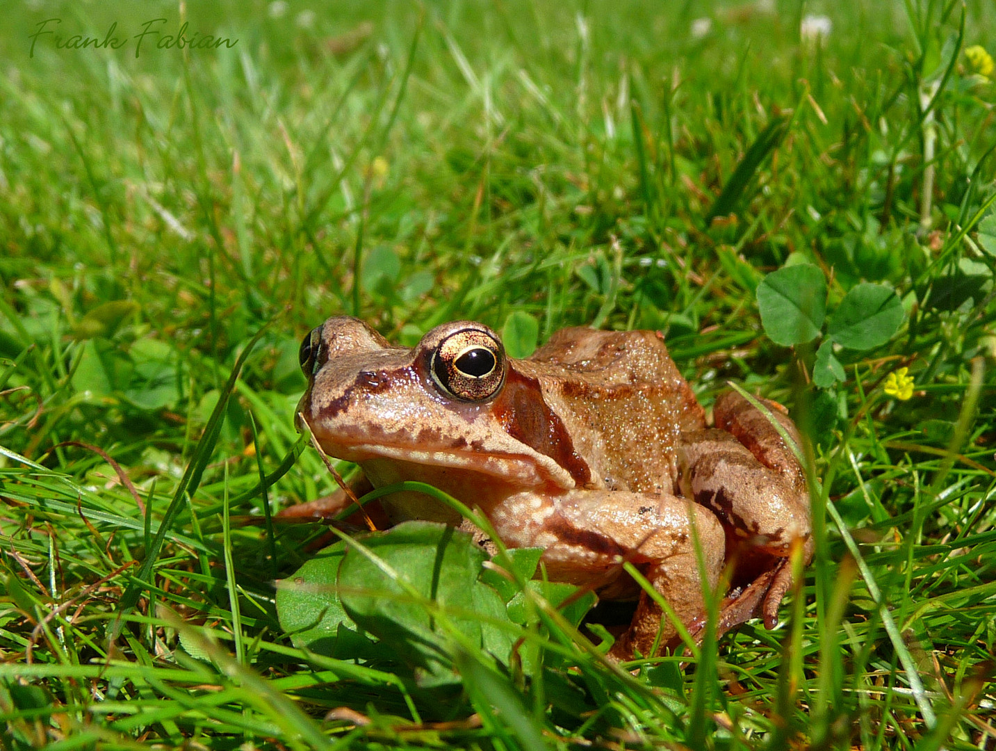 Frosch Foto & Bild | tiere, wildlife, amphibien & reptilien Bilder auf ...