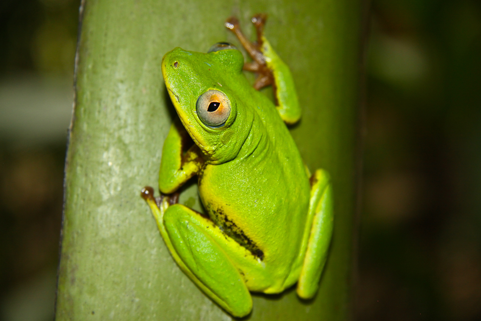 Frosch Foto & Bild | tiere, frosch, seychellen Bilder auf fotocommunity