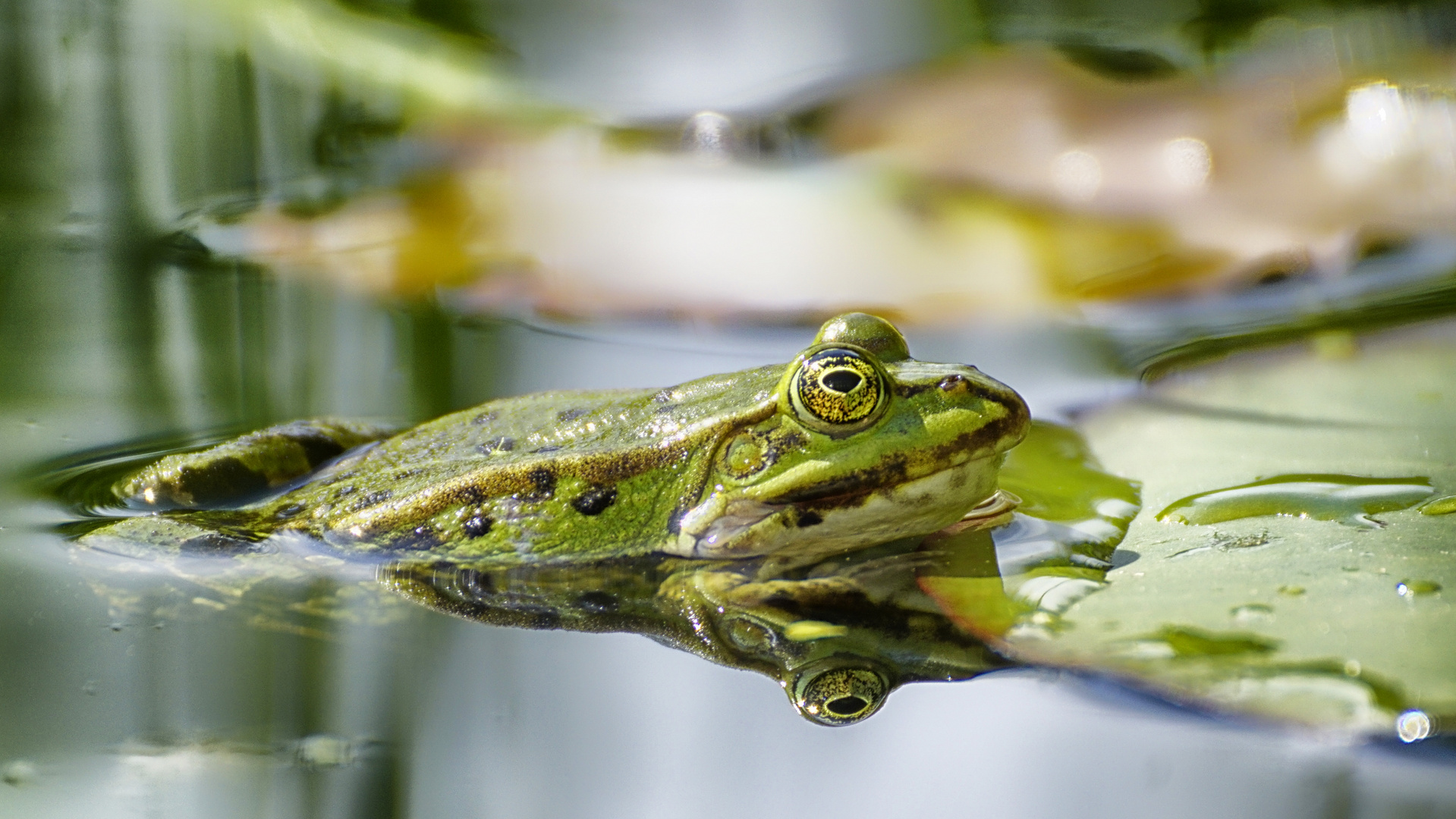 Frosch Foto & Bild | wasser, natur, tier Bilder auf fotocommunity