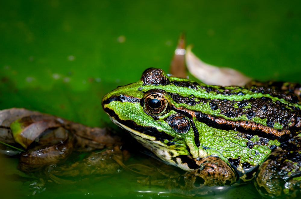 Frosch Foto & Bild | tiere, wildlife, amphibien & reptilien Bilder auf ...