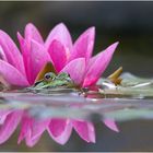 Frosch Foto & Bild | tiere, wildlife, amphibien & reptilien Bilder auf ...