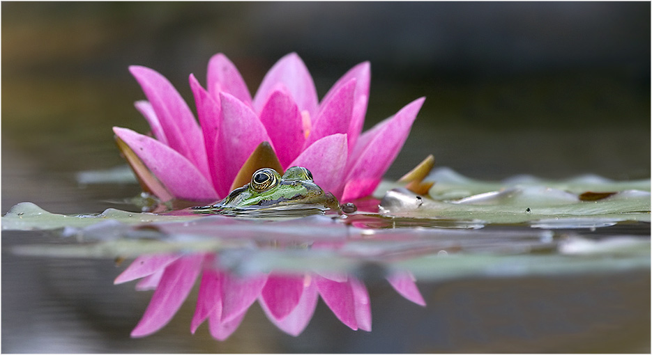 Frosch Foto & Bild | tiere, wildlife, amphibien & reptilien Bilder auf ...