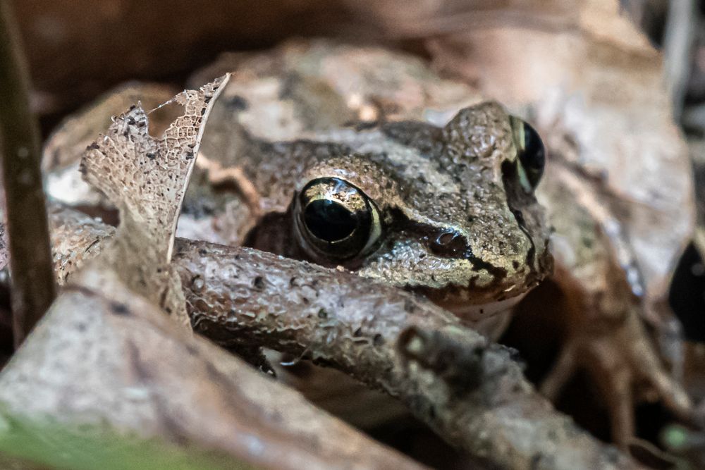 Frosch Foto & Bild | deutschland, europe, mecklenburg- vorpommern ...