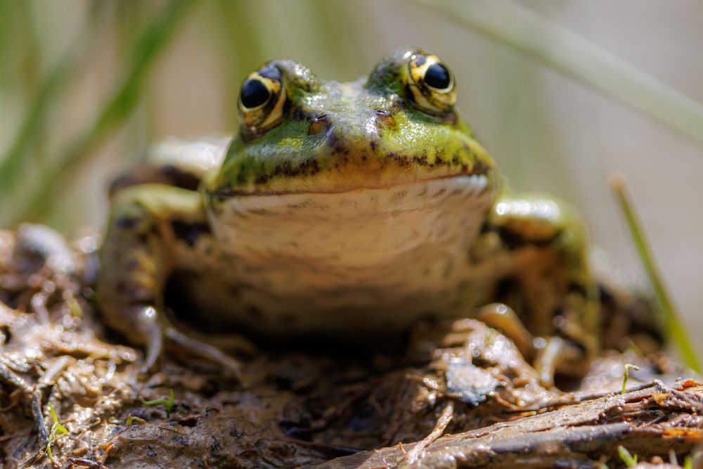 Frosch Foto & Bild | tiere, wildlife, amphibien & reptilien Bilder auf ...