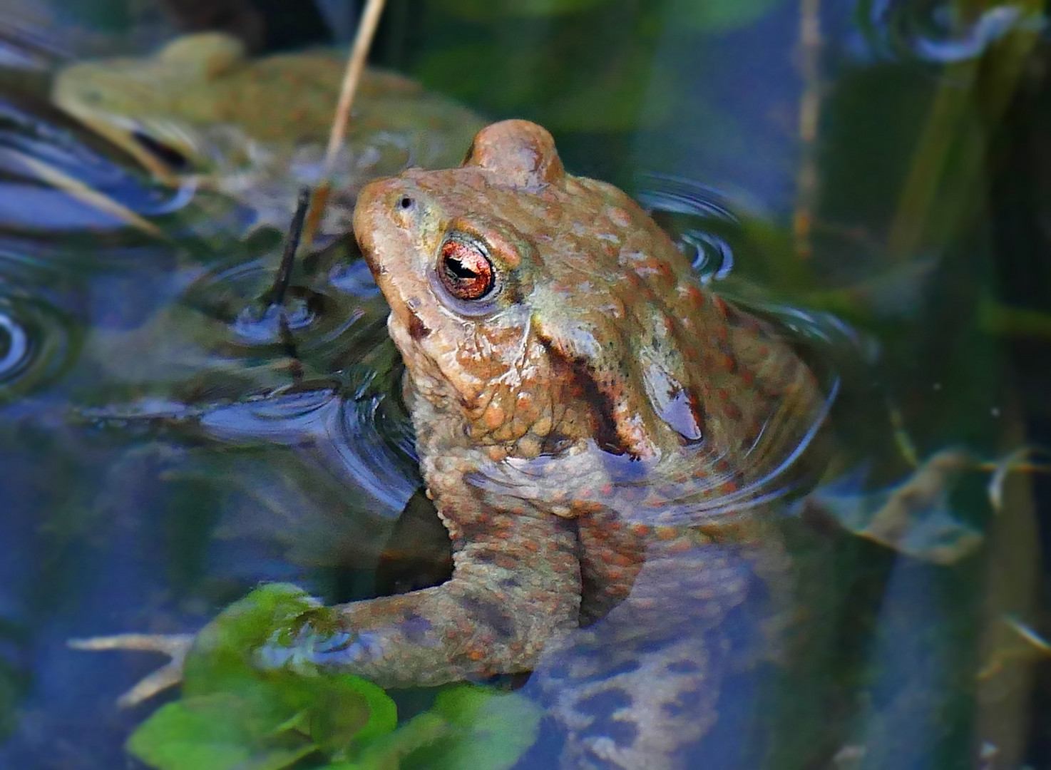 Frosch! Foto & Bild | tiere, wildlife, amphibien & reptilien Bilder auf ...
