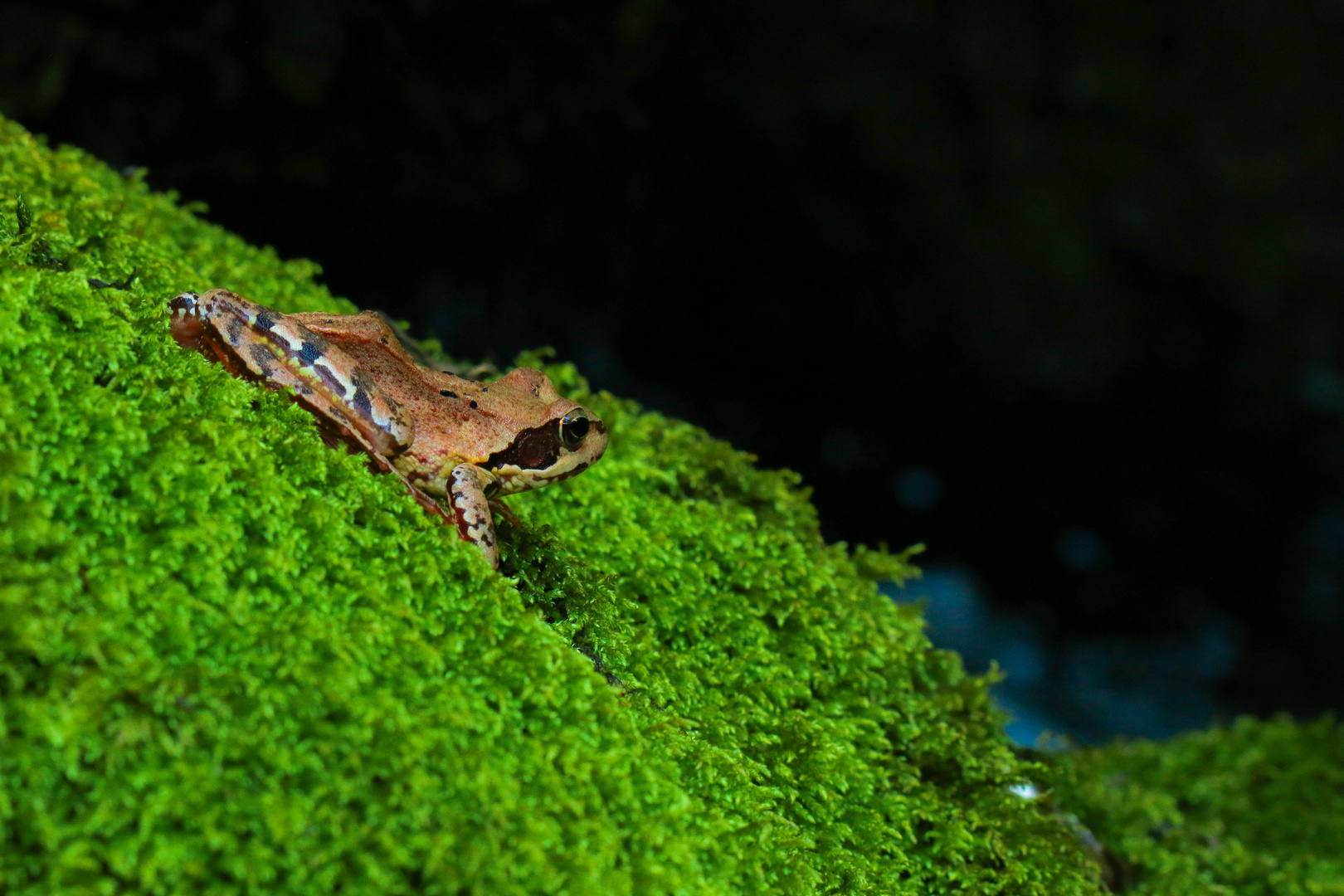 Frosch an einer Quelle Foto & Bild | natur, tiere, wildlife Bilder auf ...