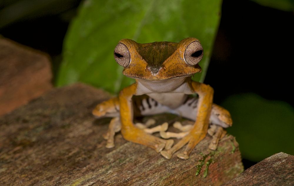 Frosch aus dem Tropischen Regenwald von Borneo Foto & Bild | tiere ...