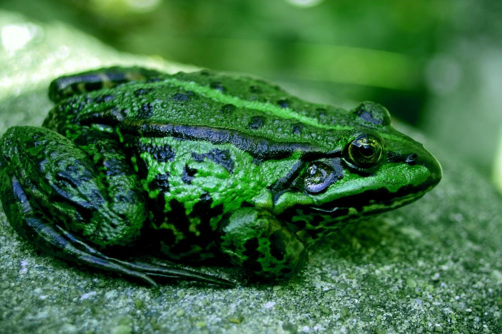 Frosch - Bild & Foto von Andreas Staven aus Wettbewerb:Fotografie rund ...