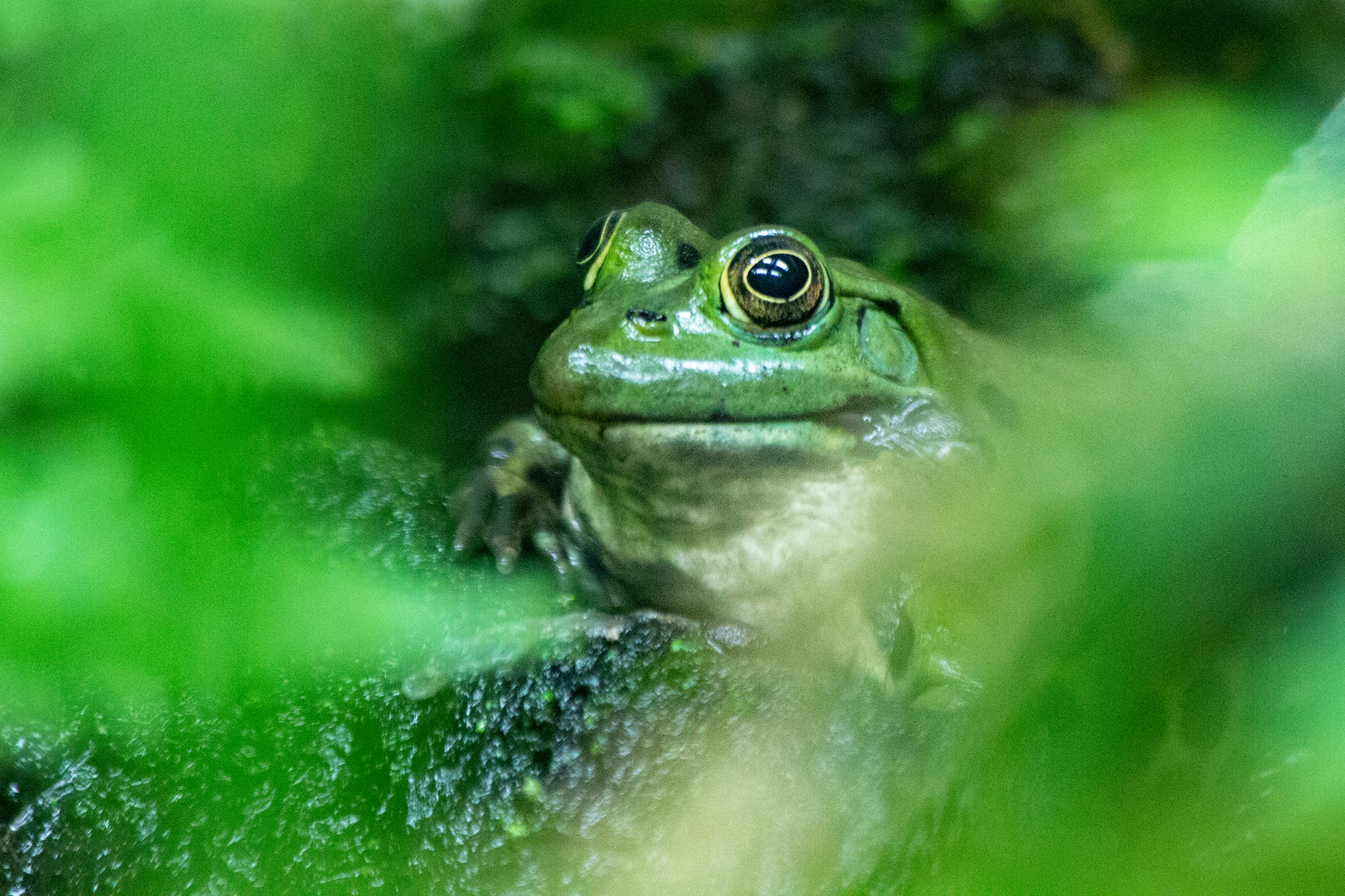 Frosch Foto & Bild | grün, auge, natur Bilder auf fotocommunity
