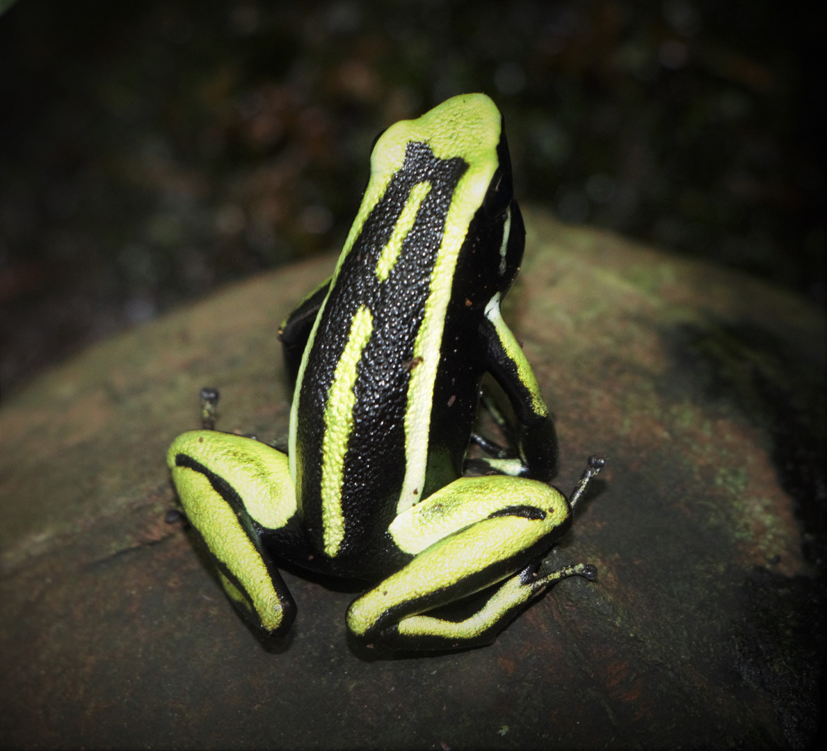 Frosch Foto & Bild | natur Bilder auf fotocommunity