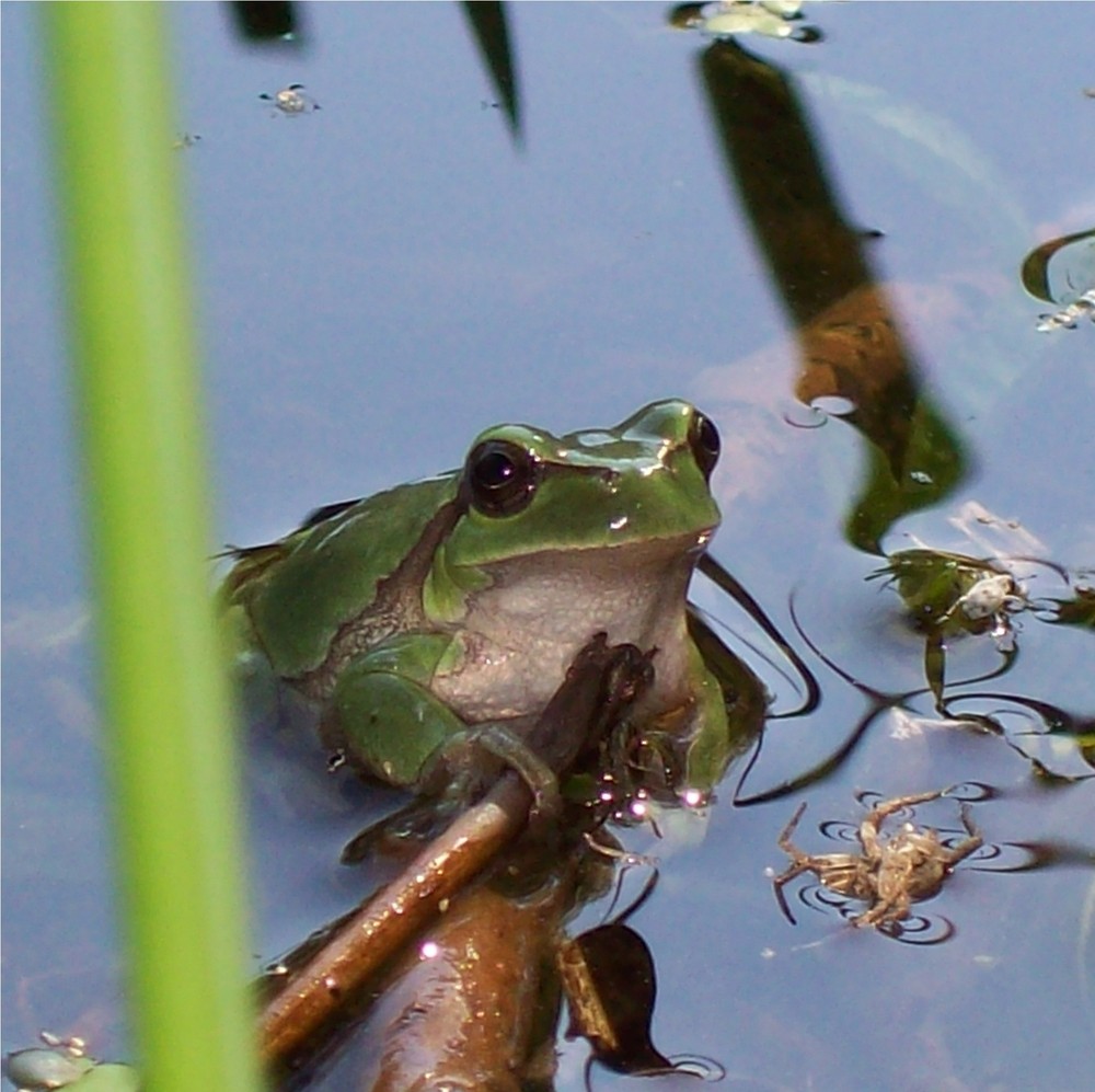 Frosch Foto & Bild | tiere, wildlife, wildlife: sonstige tiere Bilder ...