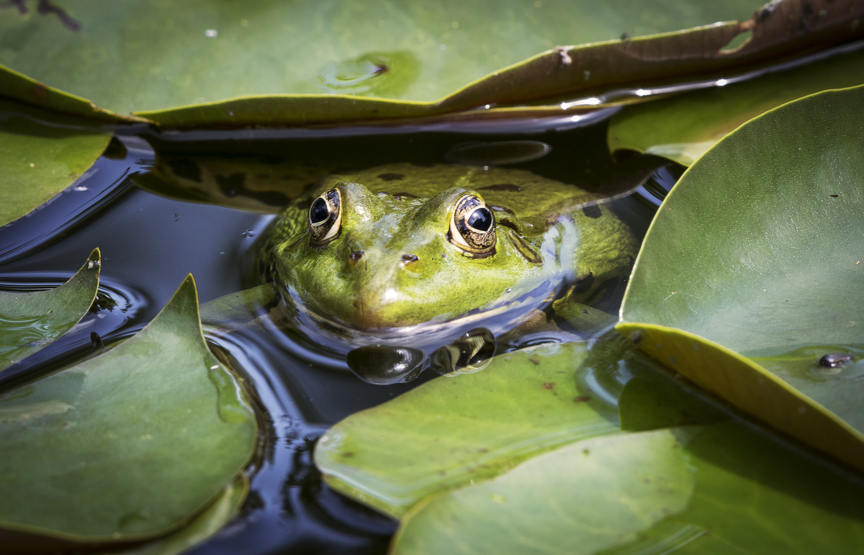 frosch Foto & Bild | tiere, natur, see Bilder auf fotocommunity