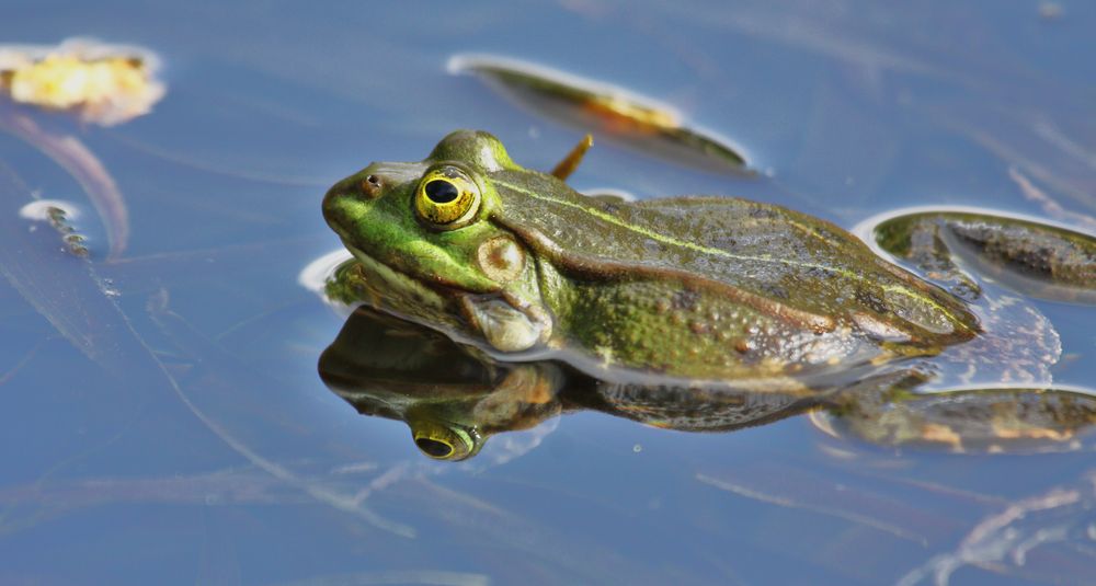 Frosch Foto & Bild | tiere, natur Bilder auf fotocommunity