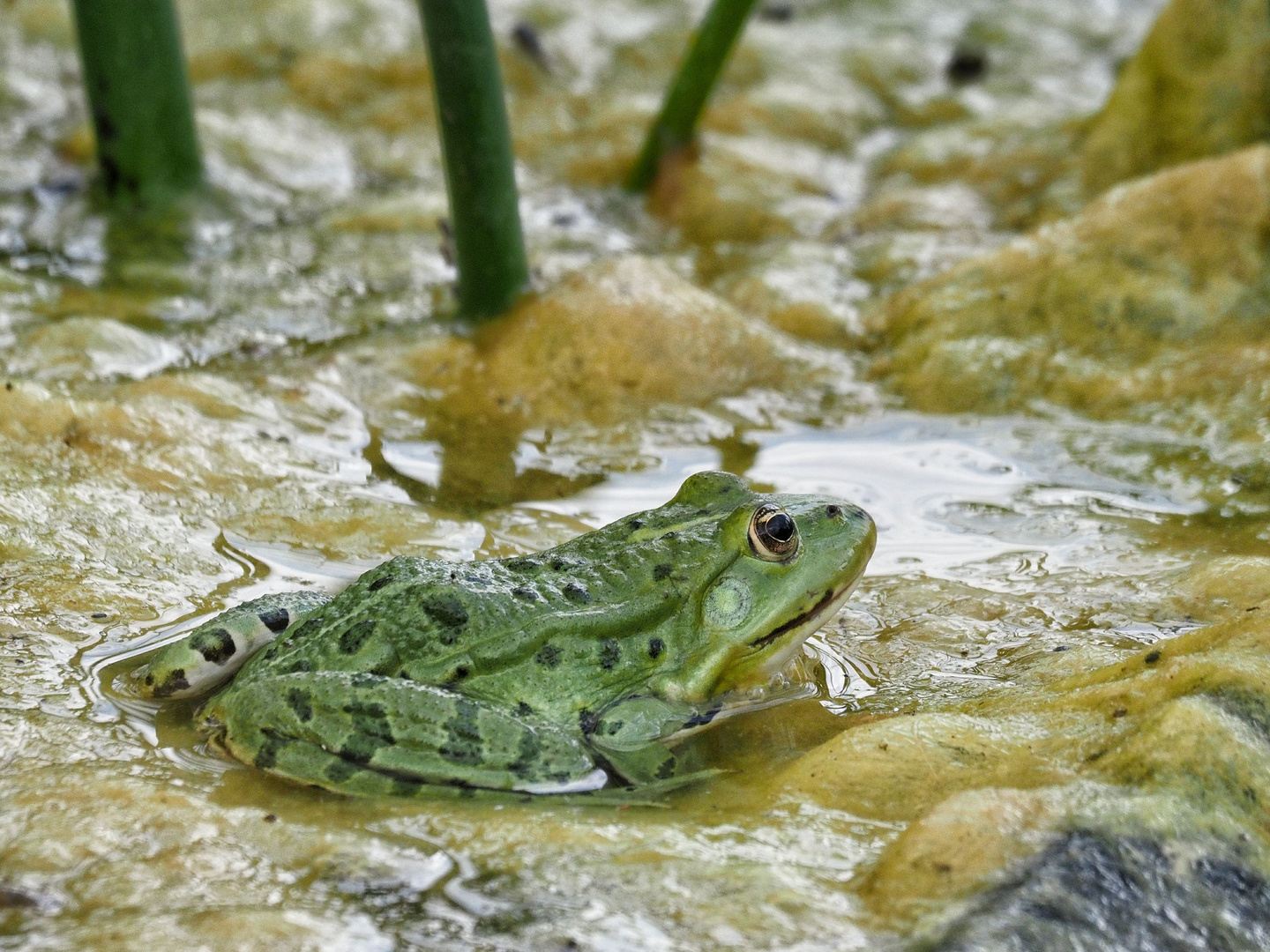 Frosch Foto & Bild | tiere, wildlife, amphibien & reptilien Bilder auf ...