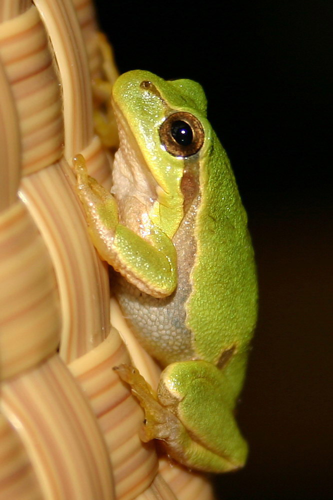 Frosch III (reload) Foto & Bild | tiere, zoo, wildpark & falknerei ...