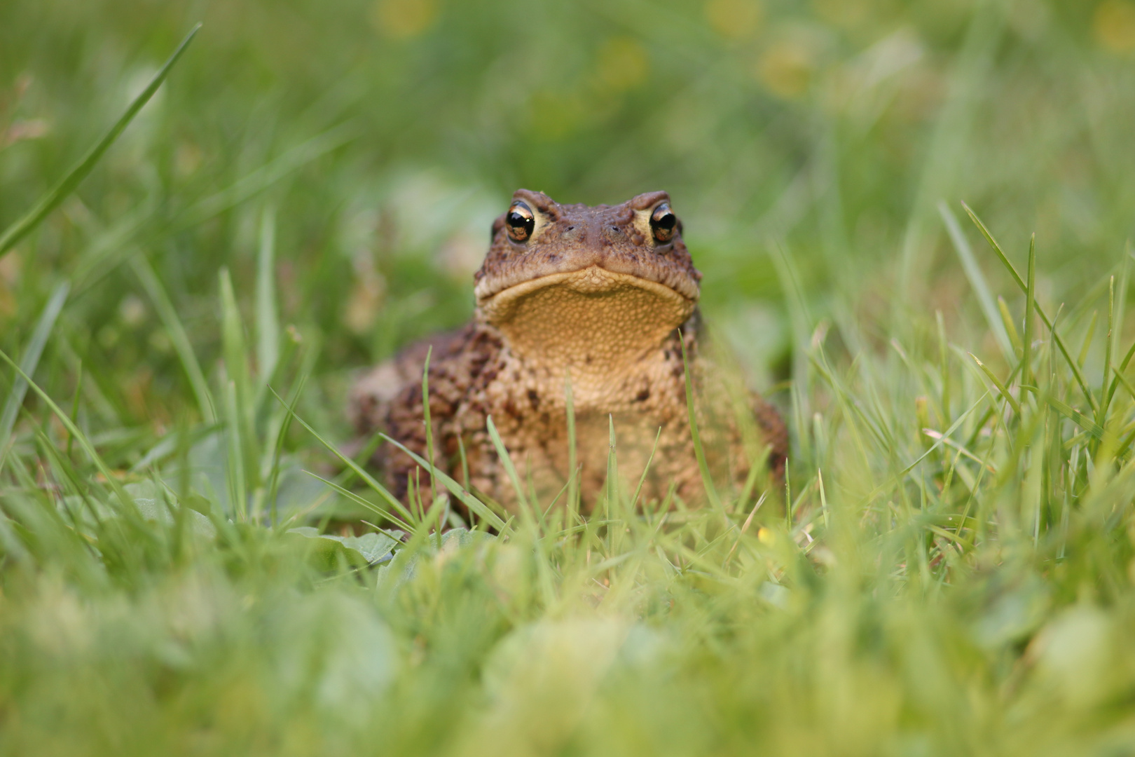 Frosch im Graß Foto & Bild | tiere, wildlife, amphibien & reptilien ...