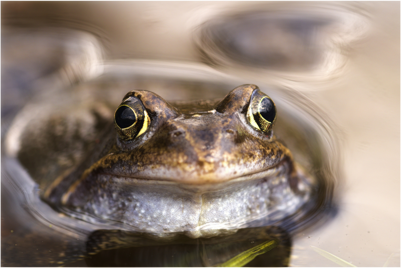 Frosch Portrait Foto & Bild | fotos, makro, frühling Bilder auf ...