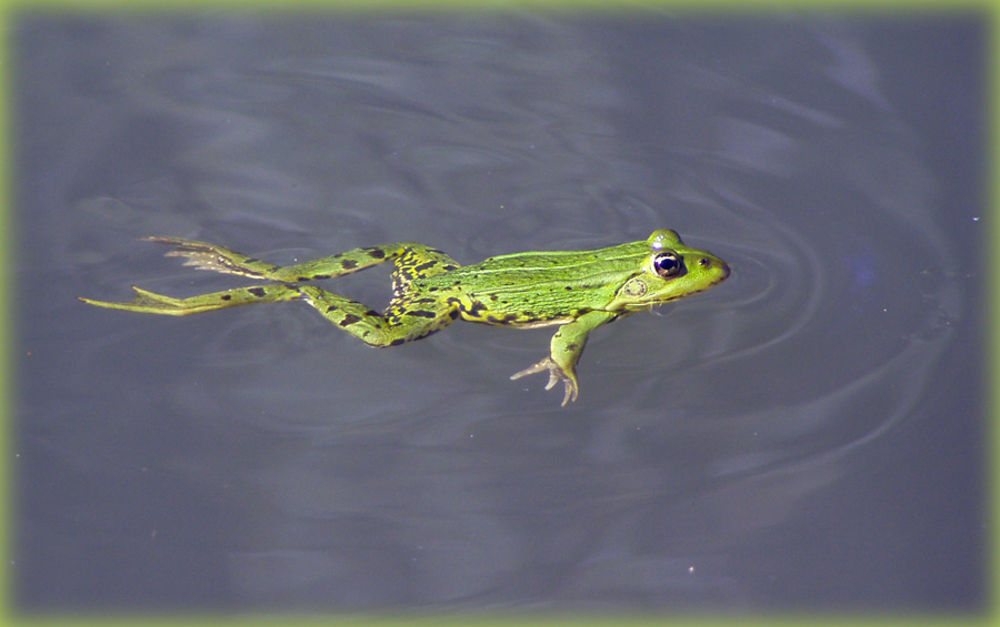 Frosch schwimmt Foto & Bild | tiere, wildlife, amphibien & reptilien ...
