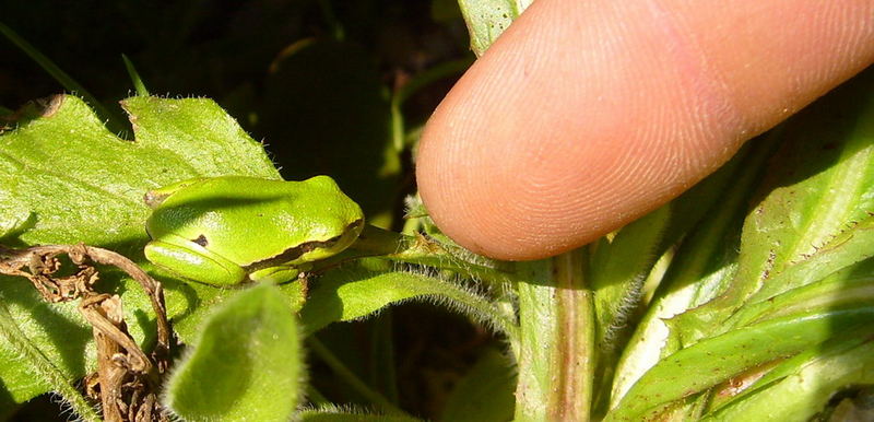 Frosch und Finger Foto & Bild | tiere, tier und mensch, boris' fotos ...