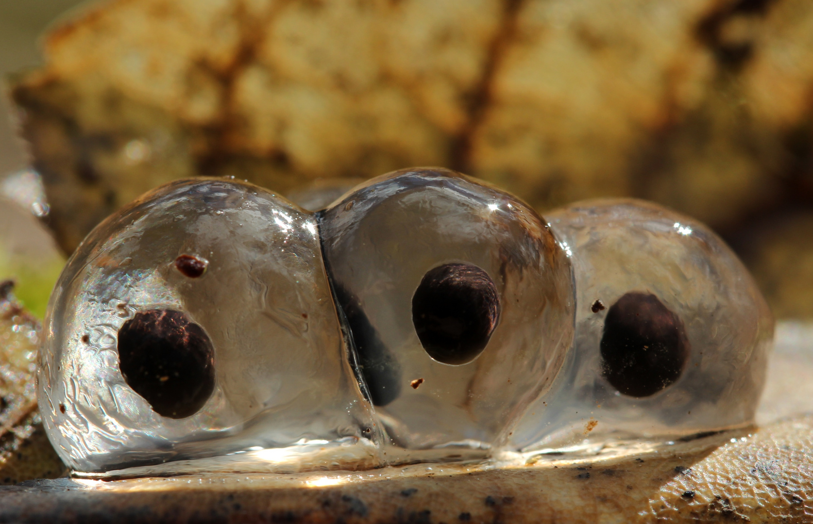 froscheier. Foto & Bild | natur-kreativ, natur Bilder auf fotocommunity