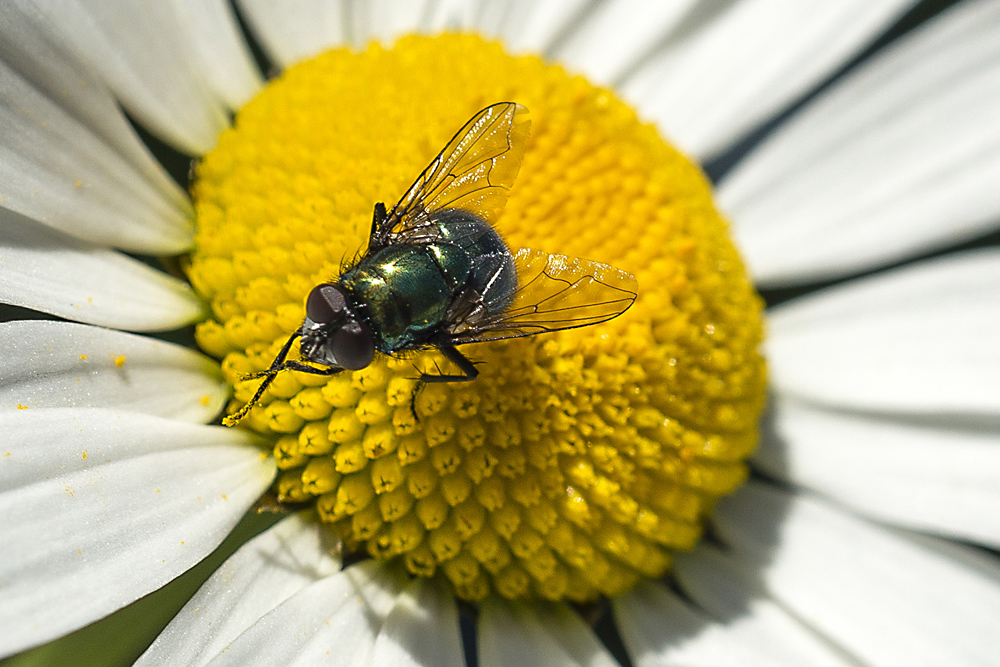 Froschfutter Foto & Bild | tiere, wildlife, insekten Bilder auf ...