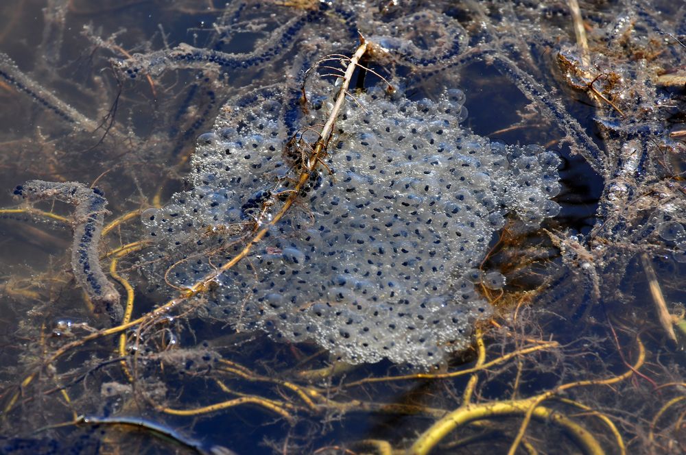 Froschlaich Foto & Bild | tiere, wildlife, amphibien & reptilien Bilder ...
