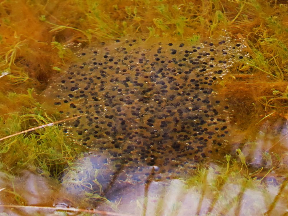 Froschlaich Foto & Bild | tiere, wildlife, amphibien & reptilien Bilder ...