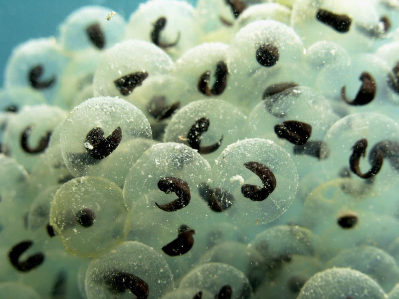 Froschlaich Foto & Bild | unterwasser, uw-süsswasser, natur-kreativ ...